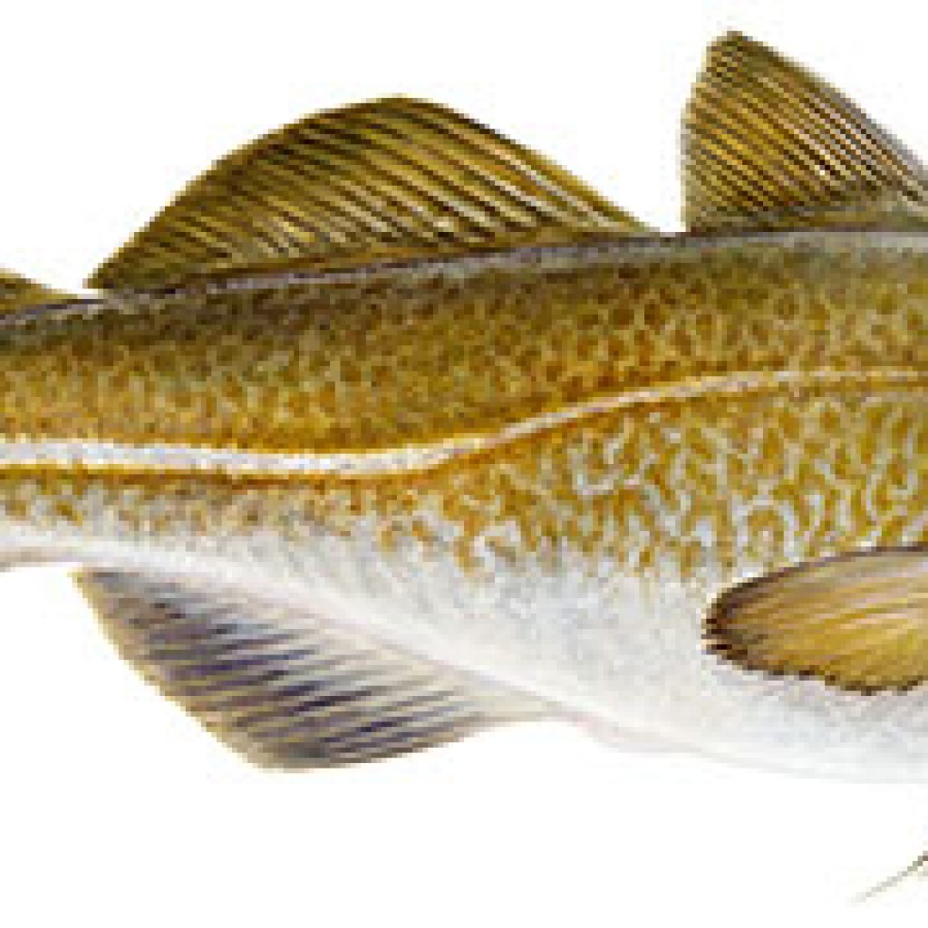 Atlantic cod (Gadus morhua) - DRYFISH ICELAND
